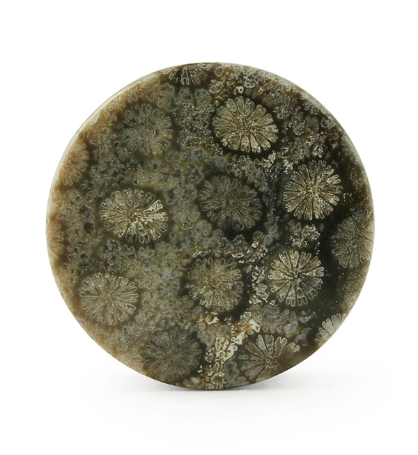 Blue Fossilized Coral Stone Plugs (0 Gauge - 2 Inch)