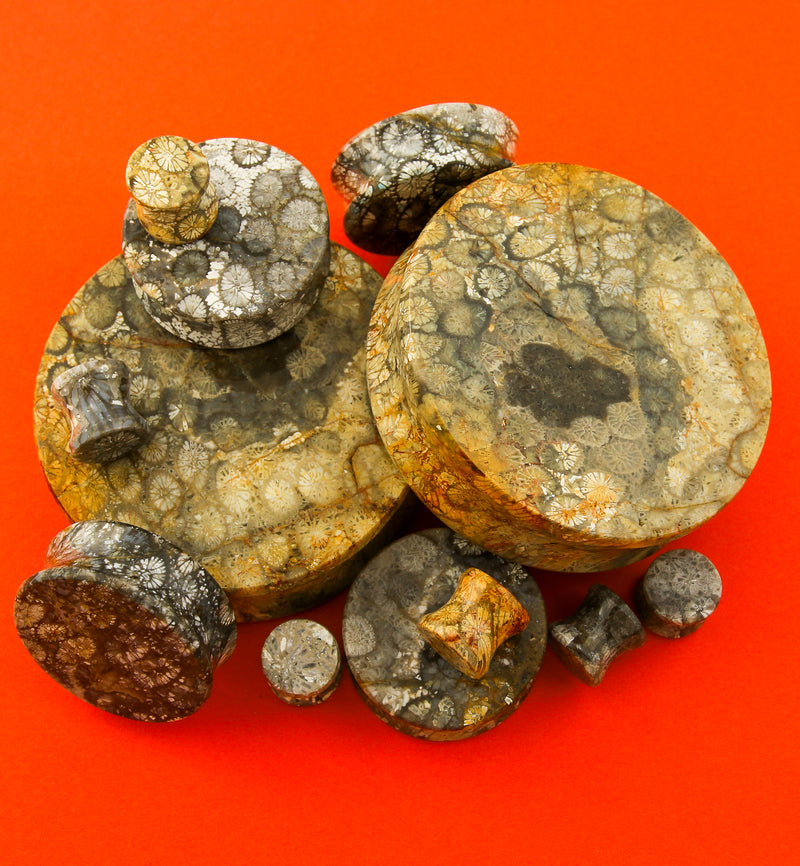 Blue Fossilized Coral Stone Plugs (0 Gauge - 2 Inch)