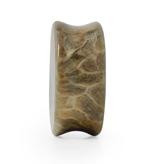 Fossilized Coral Plugs (2 Gauge - 1 & 1/4" Inch) | UrbanBodyJewelry.com