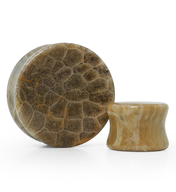 Fossilized Coral Plugs (2 Gauge - 1 & 1/4" Inch) | UrbanBodyJewelry.com
