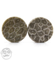 Fossilized Coral Plugs (2 Gauge - 1 & 1/4" Inch) | UrbanBodyJewelry.com